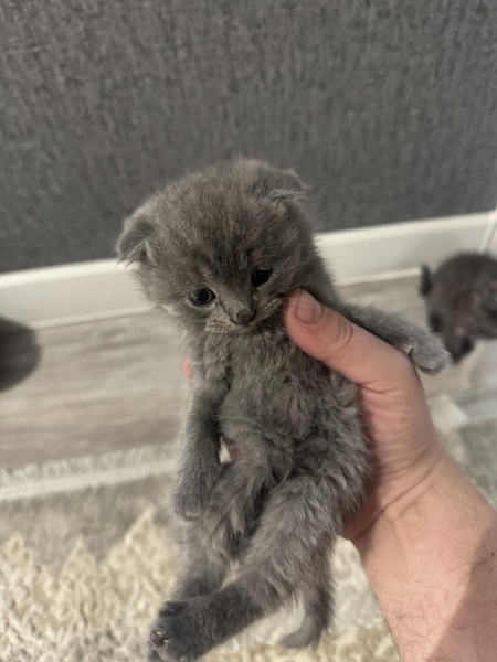 мушук сотилади вслаухи