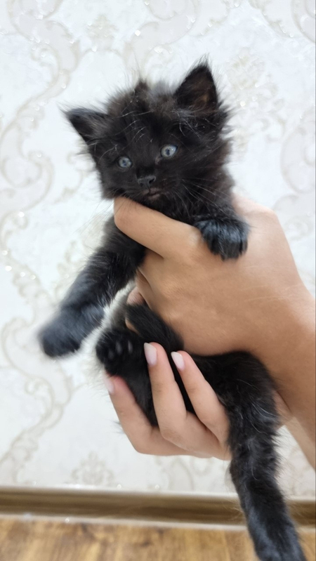 50.000, исключительно в добрые руки милые котята!