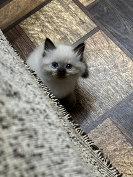 Породистие котятки. Siam mushuklar