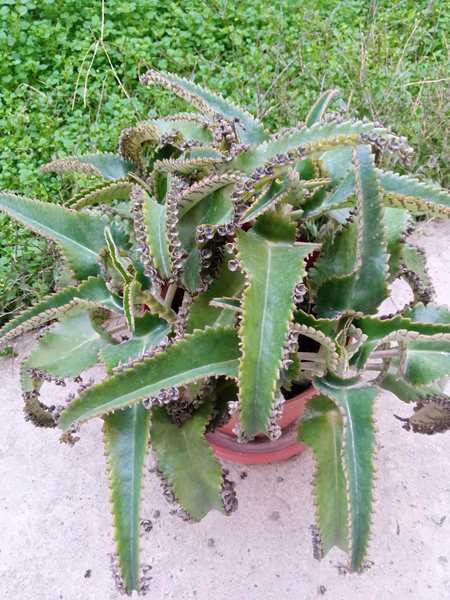 Kalanxoe    guli