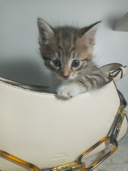 Породистая котёнок