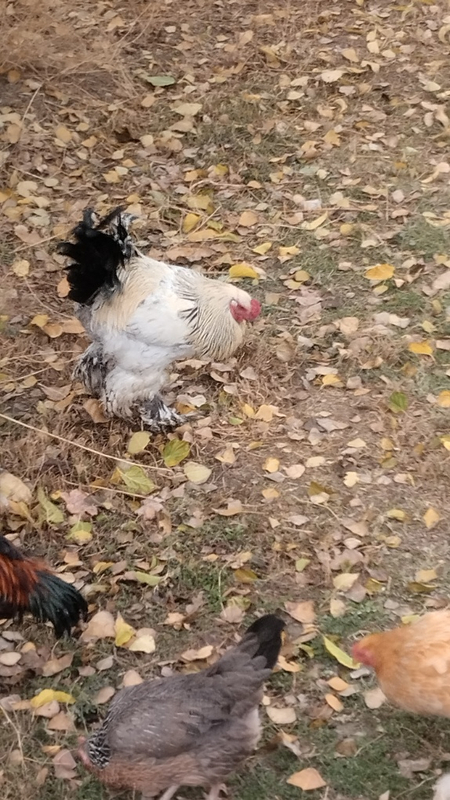 Когонда ойокга патлик хурозлар