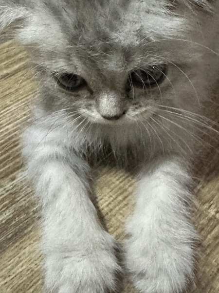 3 месячный котенок