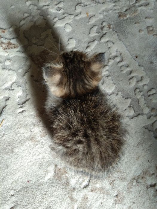 Отдам котенка мальчик