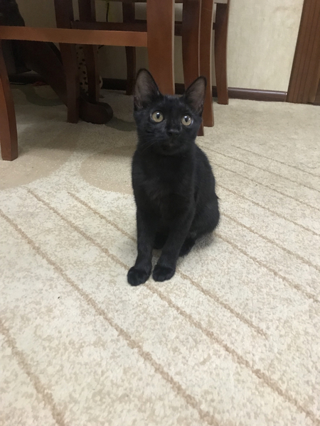 Котенок в добрые руки