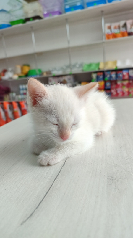 Кошка турецкий ангора