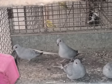 Продаётся горлицы