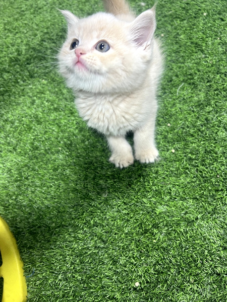 Котёнок породистая