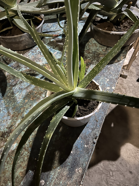 Aloe fikuz guli sotiladi