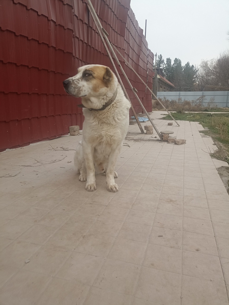 Собаки продаётся
