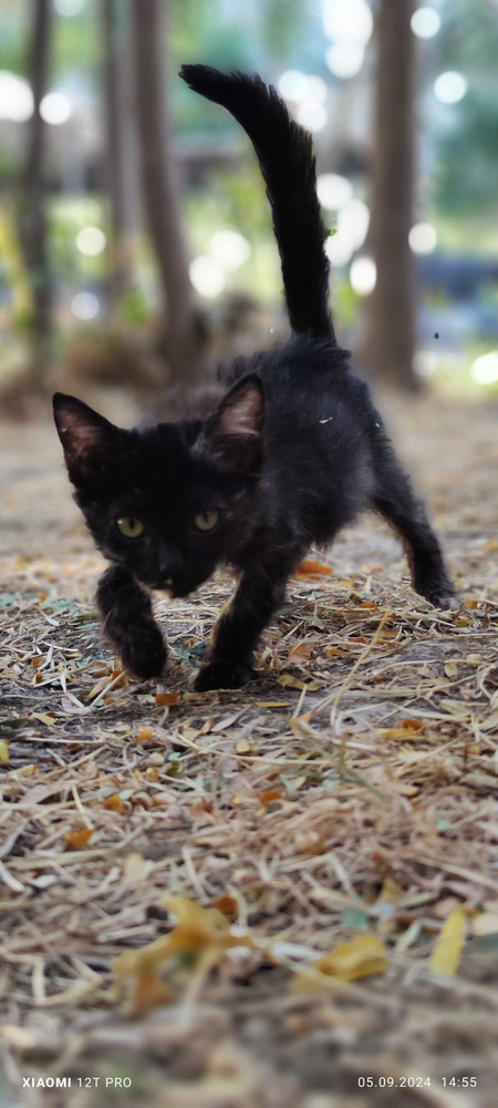 Котёнок, мальчик, 2,5 месяца