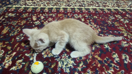 Котенок , найденыш