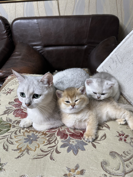 Котята Британская шиншилла Золотистый и серебро