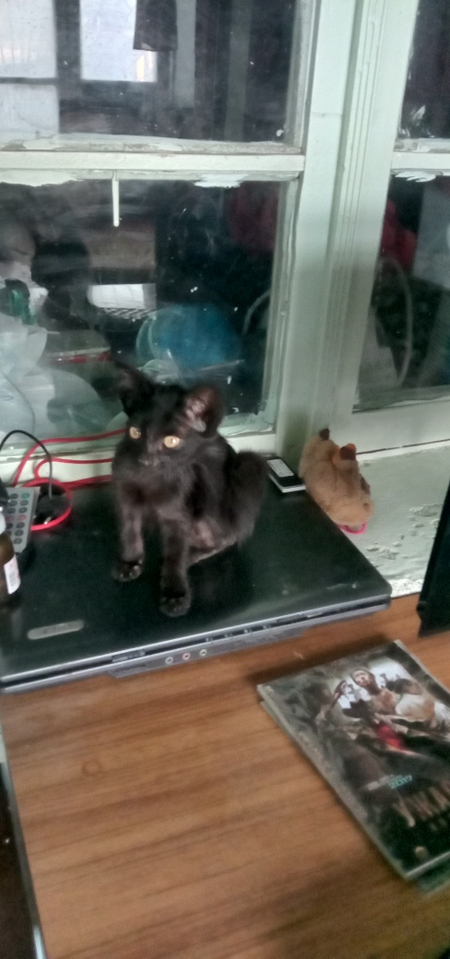 Отдам котят бесплатно