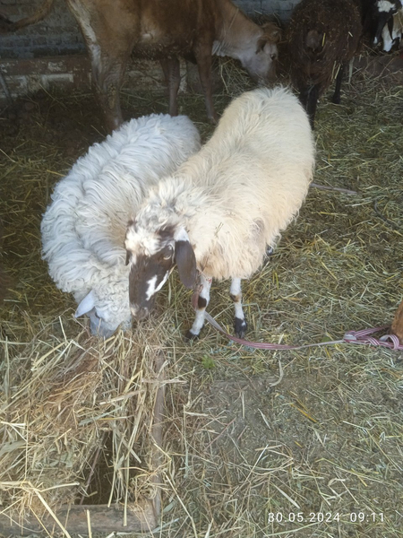 Qâzoqi ona bacha quy bachasi modacha