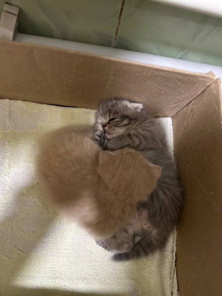 Котята Скоттиш фолд - Scottish Fold