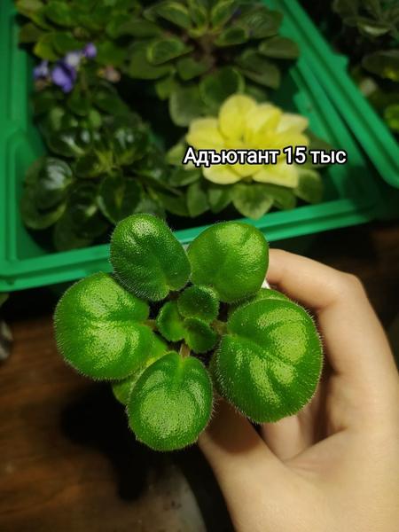 Фиалки сортовые, детки