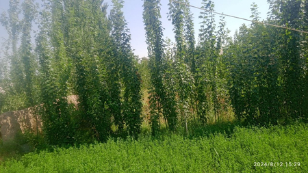 Uchaska sotiladi