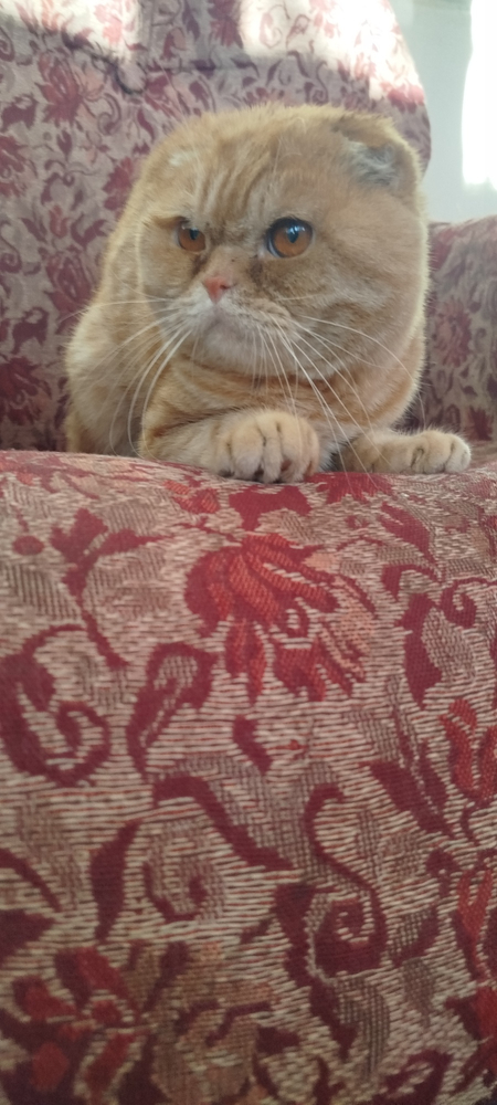 Скотш фолд малчик