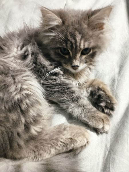 Срочно! Продается кошка Мейн Кун
