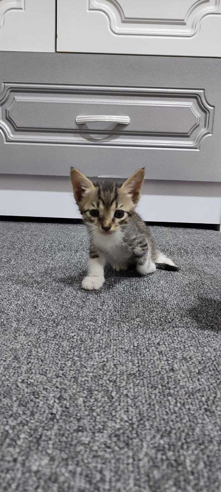 В добрые руки отдам котят