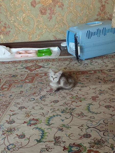 Кошка пушистая симпатичная