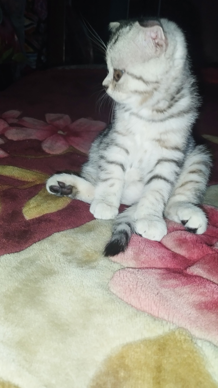 вислоухие котята
