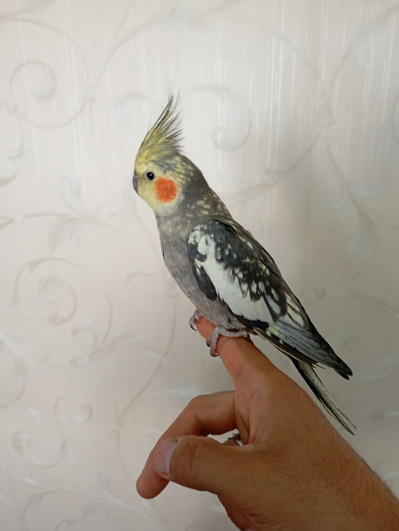 Karella ruchnoy choʻqimidi