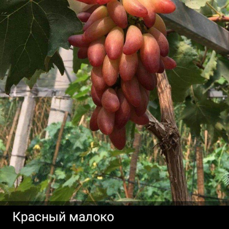 ENG YANGI UZUM sortlari avatar xeloyin sakura vilyur amerikanski blek