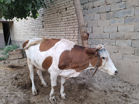 Sigir sotiladi(onabola)