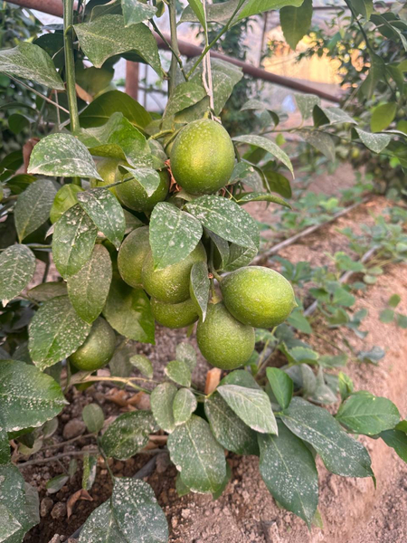 Limon kochati 600 tub