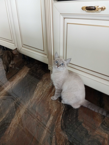 Котята 2 -х месячные