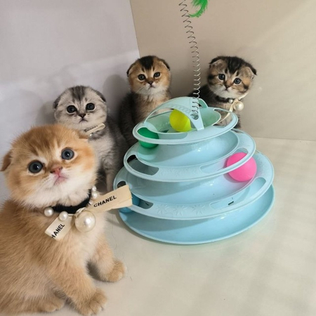 Шикарные девочки