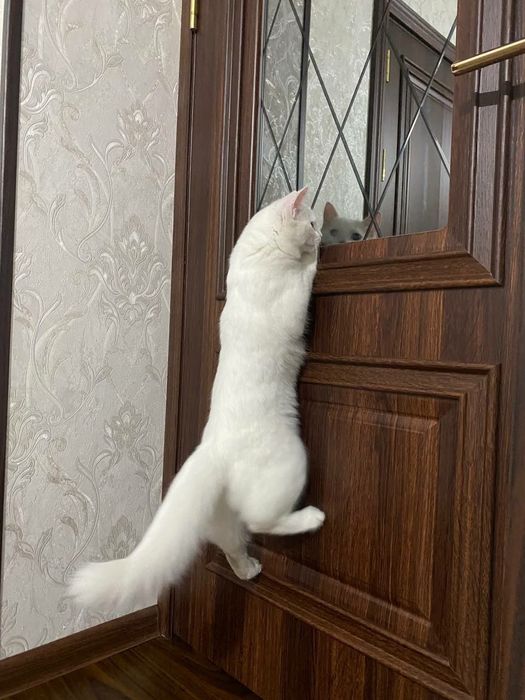 Продаётся кошка Турецкая ангора срочно