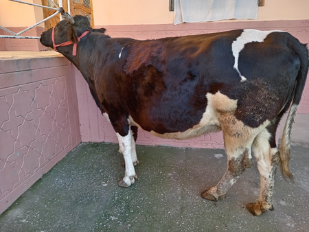 Bog'oz sigirlar sotiladi