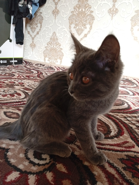 Skotish Strayt Qiz Bola 2.yarim oyli