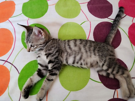 пародистый котёнок