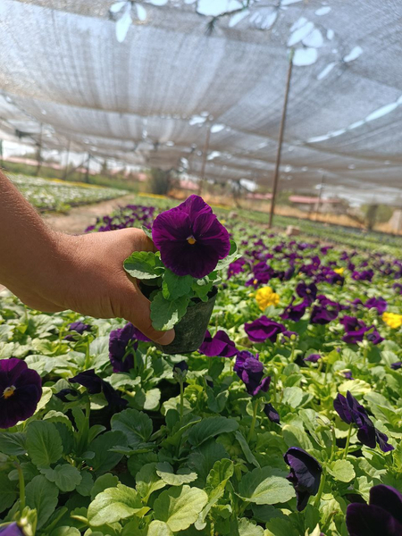 Viola gullarimiza