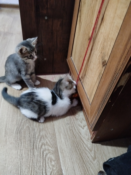 Кошка. Продаются котята.