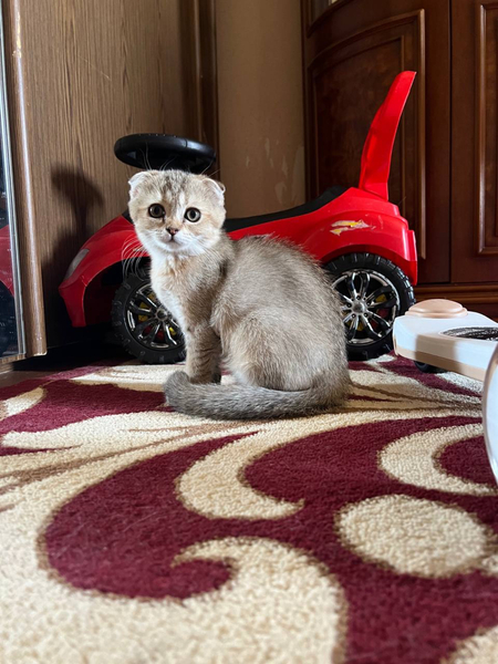 Продаются котята