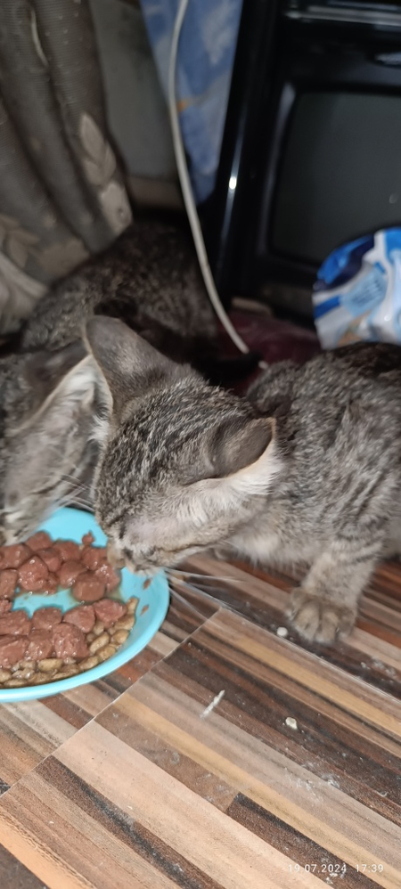 СРОЧНО!!! Котята в добрые ручки. Ходят в лоток.
