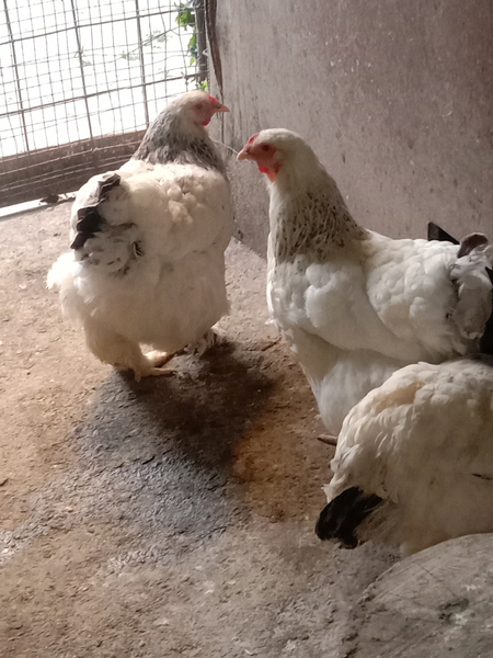 Продам молодых курей и петухов породы брама все прививки зделаны !