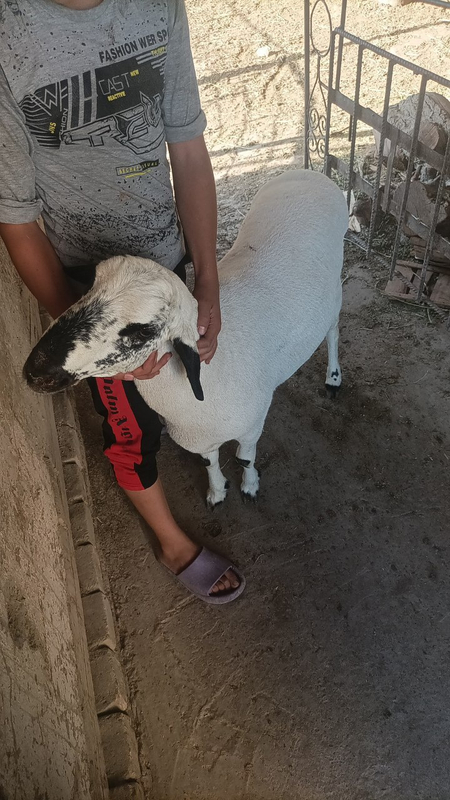Qassobchilik xizmatlari