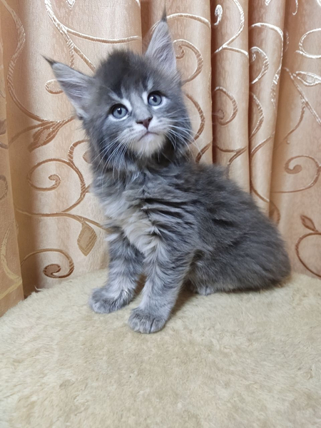 Мейн Кун девочка