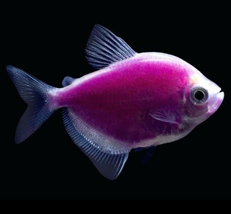 Akvarim baliqlar