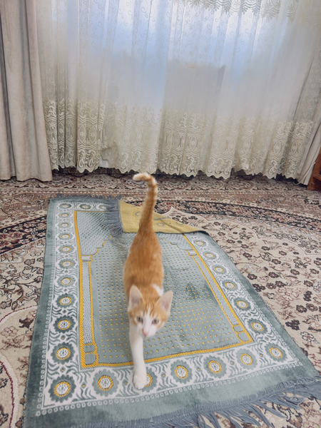 Продается кот
