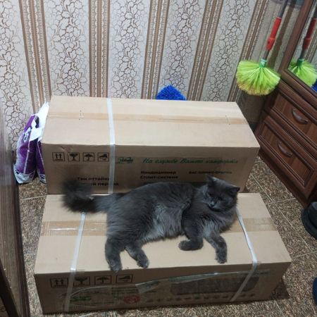 Пропал кот по кличке Маркиз