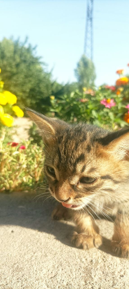 Продаются маленькие красивые котики.