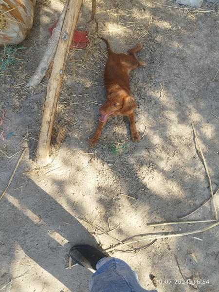 Oxotnik Ruskiy Spaniel