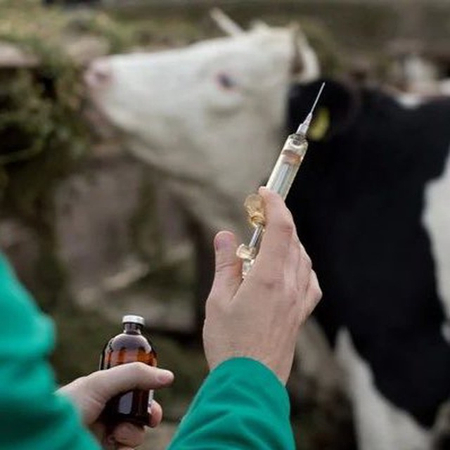 Veterinar xizmati yirik shoxli va mayda xayvolarga